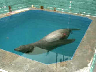 Sea Lion recovering after harpoon attack