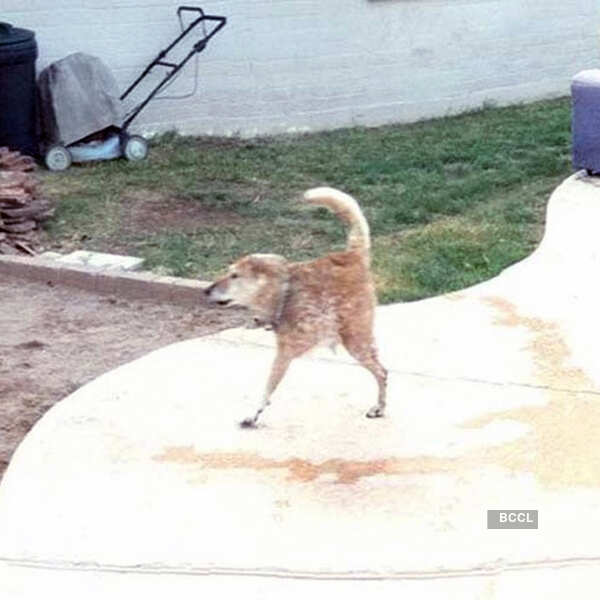 Here’s another panoramic fail of a dog