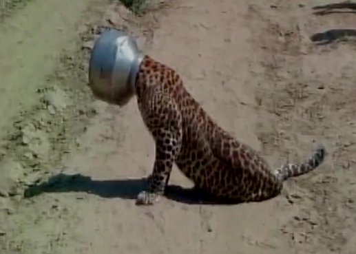 Watch: Thirsty leopard gets its head stuck in pot