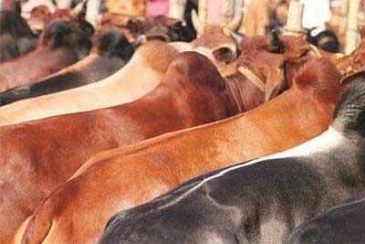 People playing politics over beef-ban issue: VHP