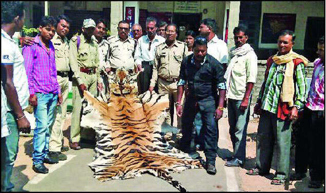 Satpura radio-collared tiger killed for witchcraft