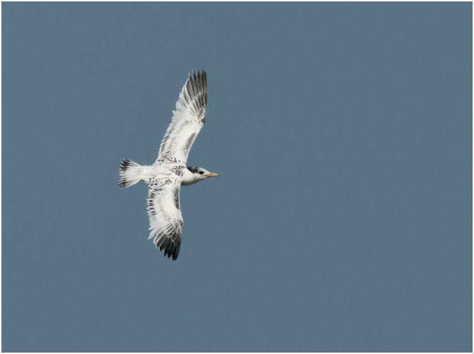 7 more bird species of India fly into red list