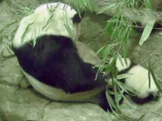 Baby panda BeiBei takes first steps