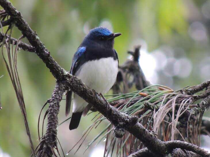 Blue bird visits blue mountains: Rare migratory bird spotted in the ...