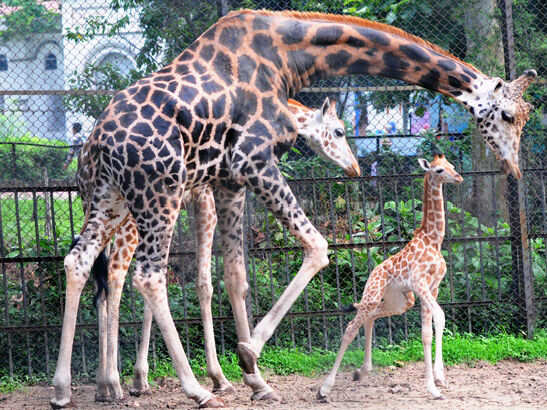 Mysuru zoo becomes giraffe breeding centre in India
