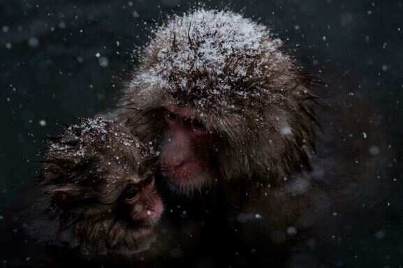 These pics of Japanese monkeys are oddly calming