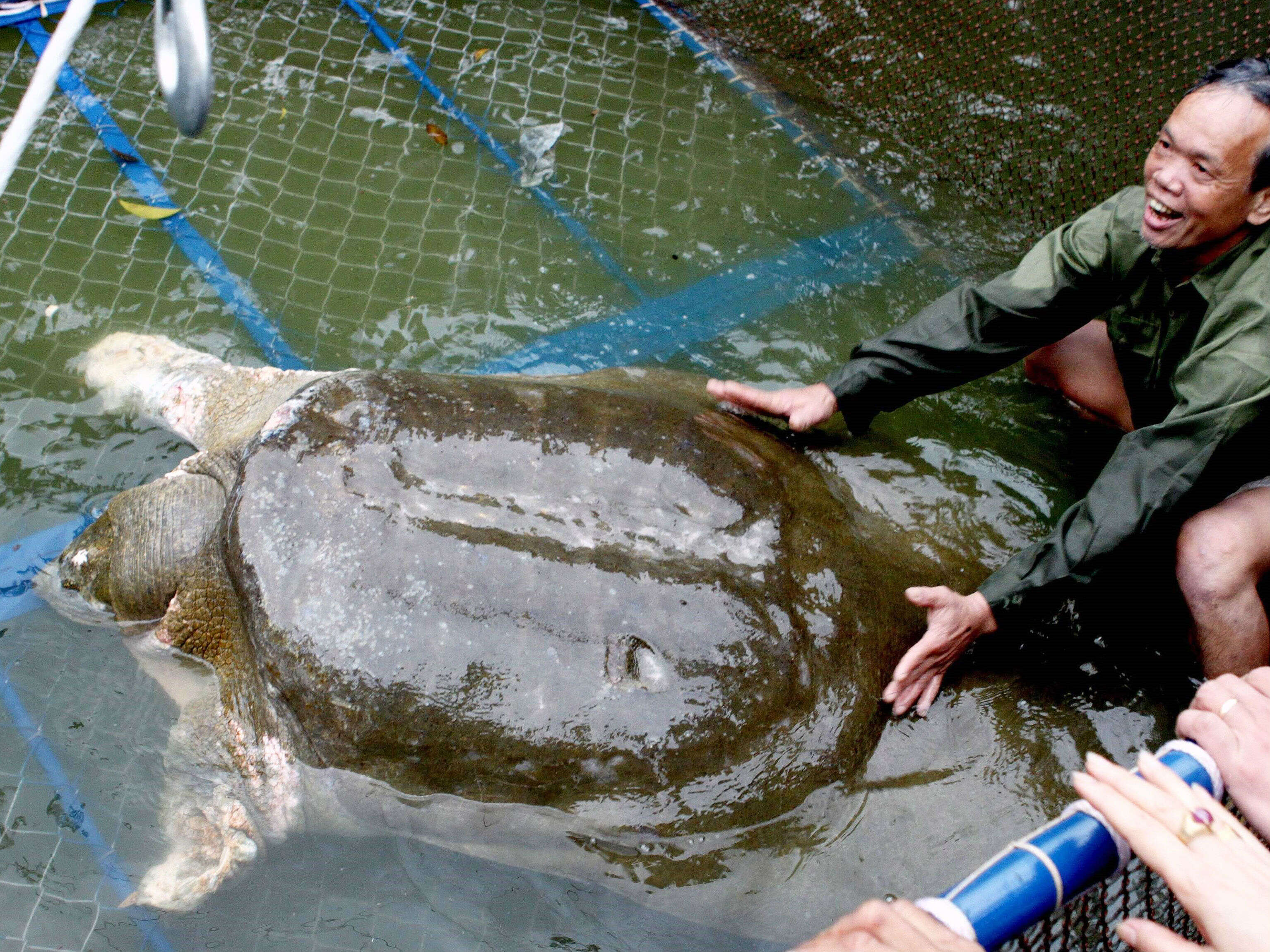 Vietnam's beloved sacred turtle dies