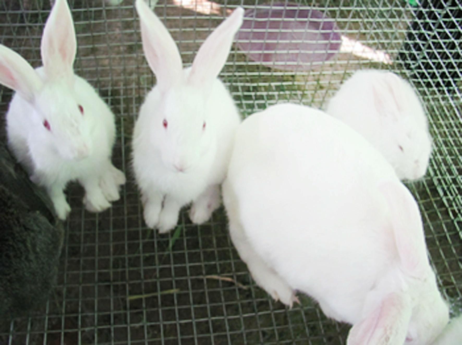 Present-day rabbit's ancestor found in Siberia