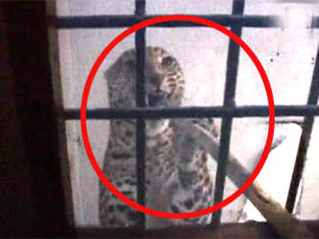 Watch: Leopard caught from residential area