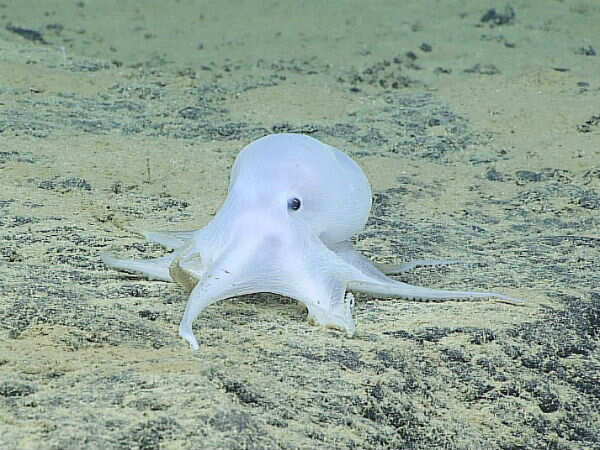 New octopus species found, claim scientists