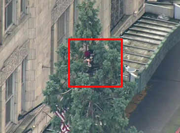 Man climbs 80-foot tree in downtown Seattle, refuses to come down