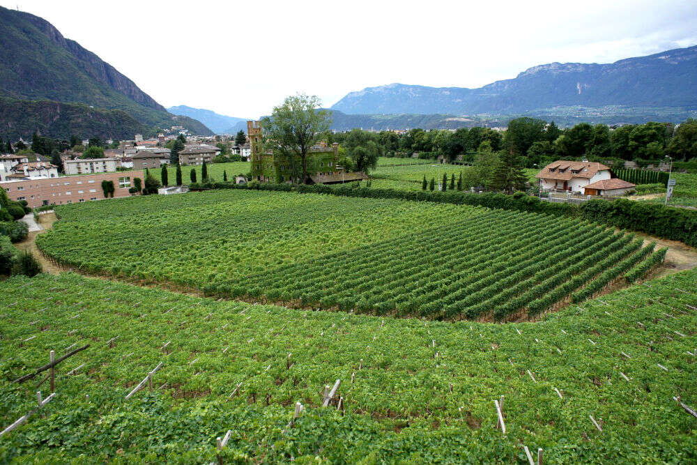 Vineyards, Bolzano - TimesTravel