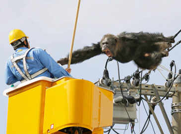 Watch: Escaped chimpanzee makes high-wire getaway in Japan