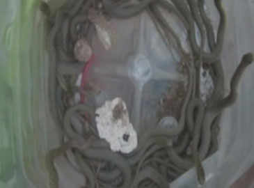 Over 150 snakes found in UP house