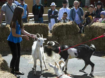 Timur the goat looks for lasting love
