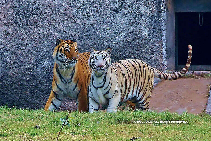 Tigers caught playing at chhat bir zoo near Chandigarh on the eve of ...
