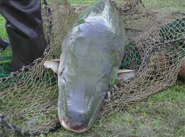 Huge, toothy fish seen as weapon vs Asian carp