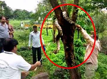 10-foot-long Indian rock Python caught, released into forest