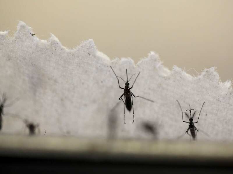 In pics: All you need to know about Dengue and Chikungunya