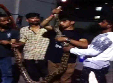 Watch: Python found in goods tempo