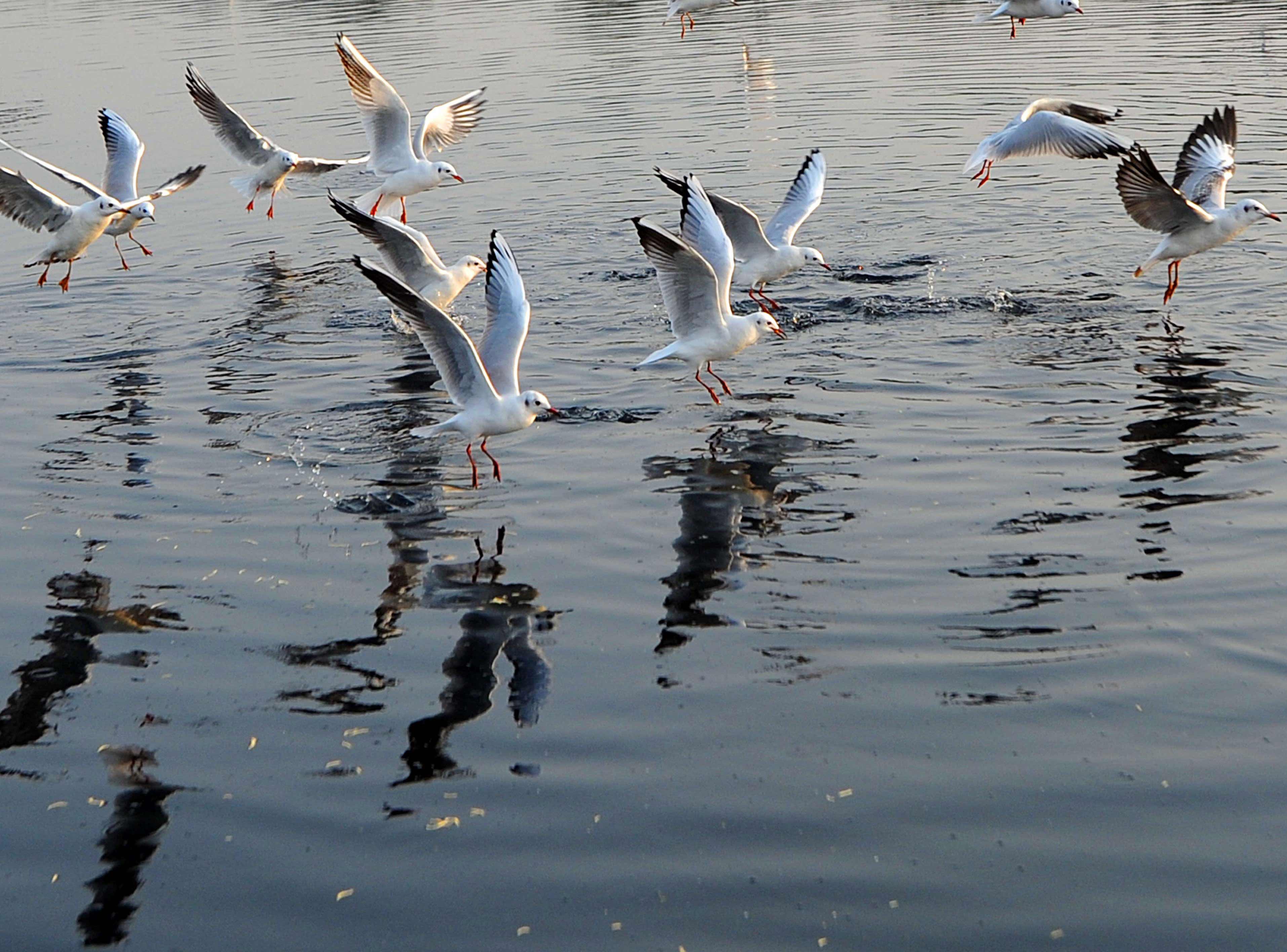 Migratory birds descend to Delhi zoo amid bird flu scare
