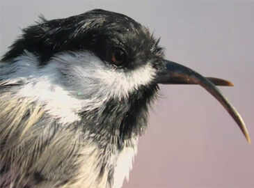 Researchers link virus to Alaska birds with deformed beaks