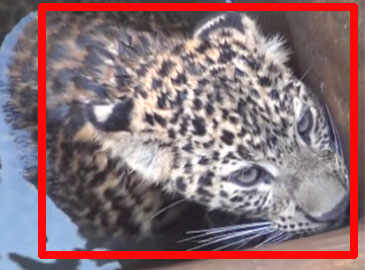 Watch: Leopard rescued from well
