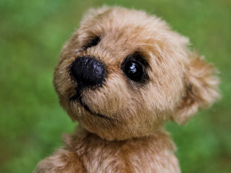 These 15 adorable dogs will melt your heart right away