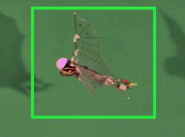 Watch: A new robot that flies just like bat