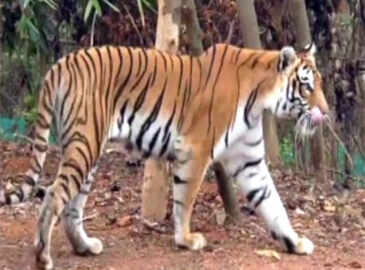 Dimapur: Tourists throng zoo to get glimpse of tiger