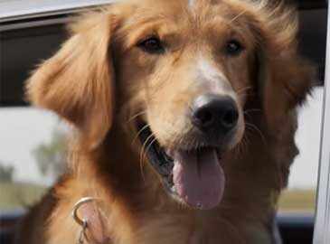 A Dog's Purpose: Bailey learns his place