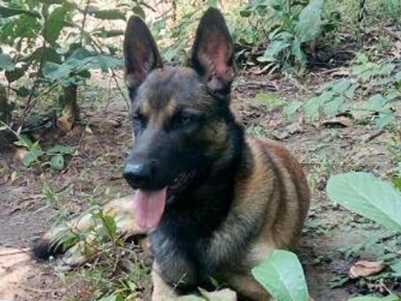 Cracker, martyr CRPF dog: A life in pictures