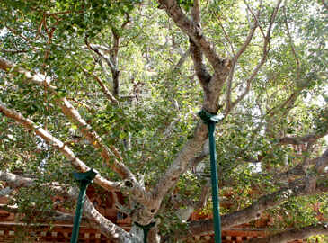 2,600-year-old Mahabodhi tree fine, leaf shedding natural: Temple ...