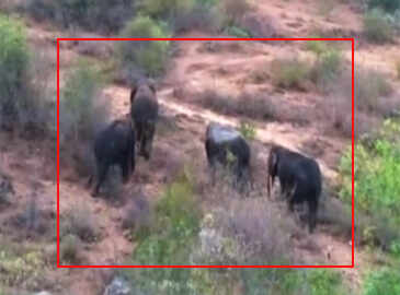 Watch: Elephants damage standing crops in Tamil Nadu village