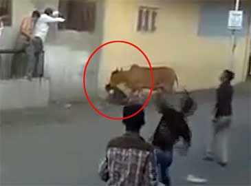 Watch: Stray cow attacks man in Surat, victim sustains serious injuries