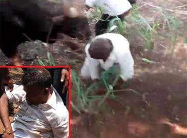 On camera: Wild gaur attacks and kills farmer, journalist in Kolhapur