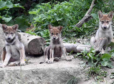 Rare grey wolf pups make debut at Chicago zoo