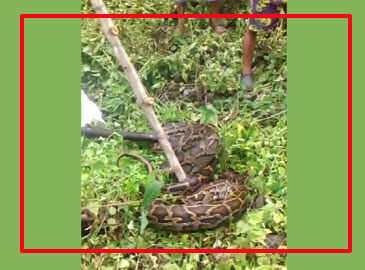 20-ft-long live python found at Longview tea estate in Darjeeling