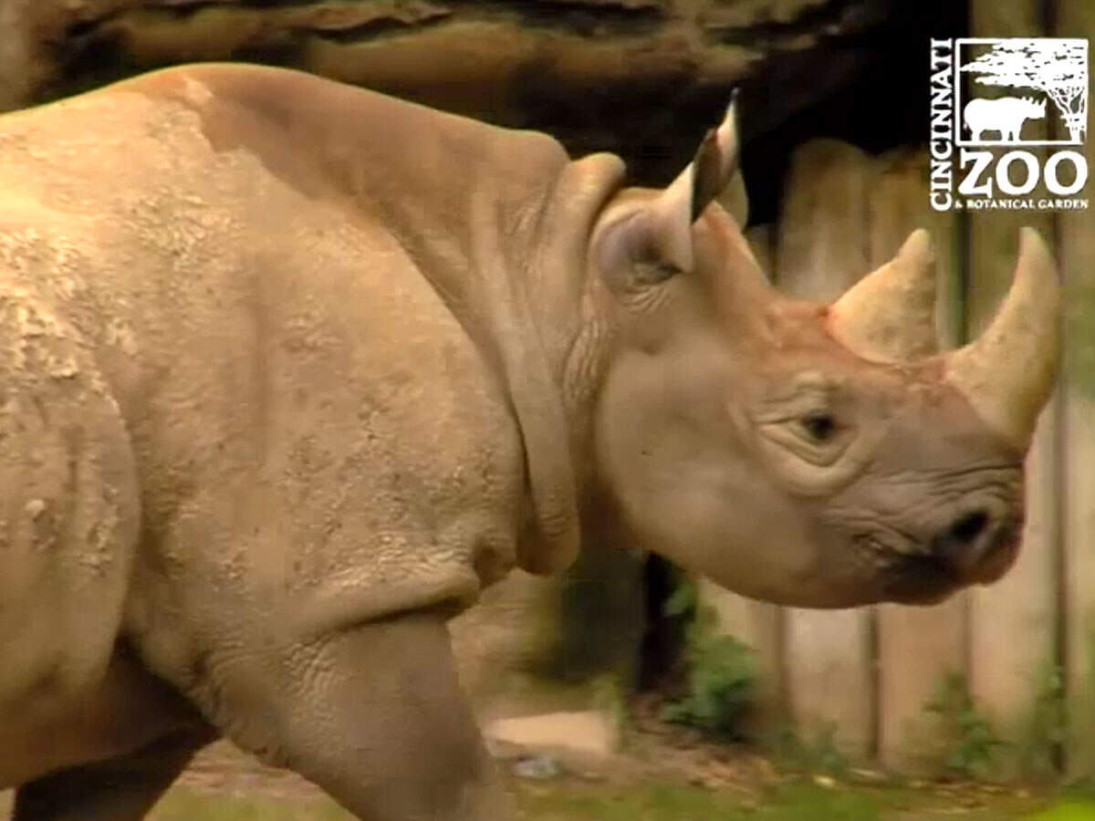 Ohio: Zoo gets plasma from rhino before calf’s birth