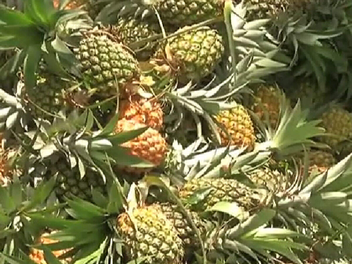 Tripura: Staggering technique boosts pineapple farming