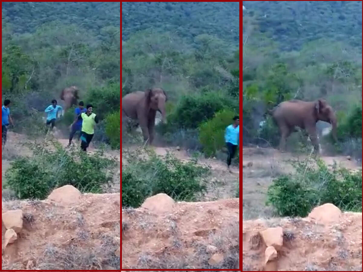 Watch: Wild elephant chases a group of young men in Coimbatore