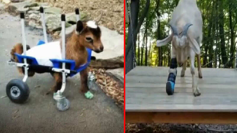 US sanctuary gives prosthetics, carts to disabled goats