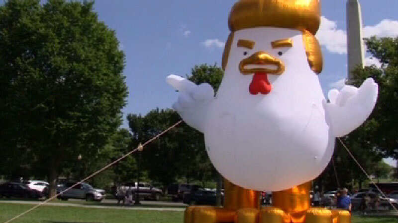 Inflatable chicken stares down the White House