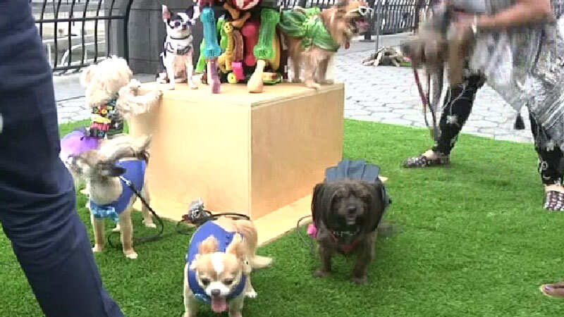 Art exhibit made for the enjoyment of dogs