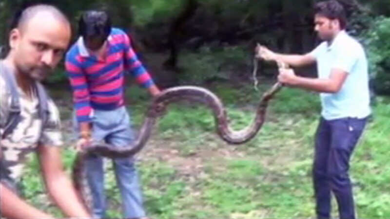 Watch: 20-ft-long python rescued by forest officials