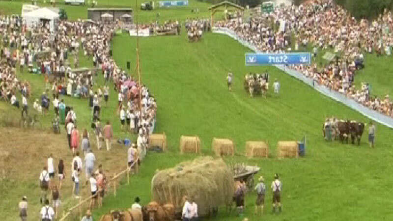 Germany: Thousands gather for traditional ox racing