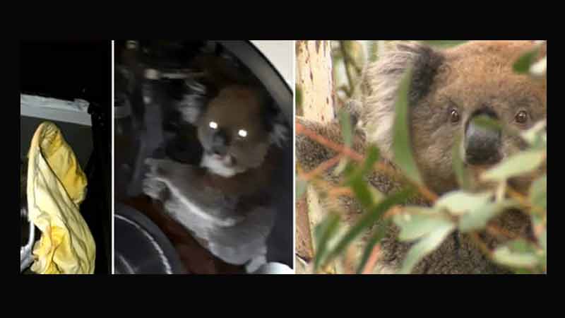 Watch: Koala rides for 16-km inside car axle