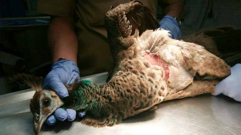 Mumbai: Doctors treat peahen mauled by a stray dog