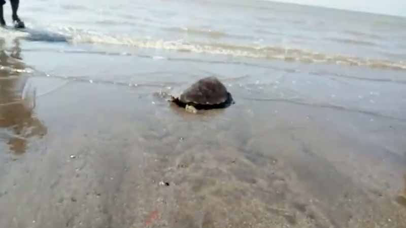 Injured green sea turtle rescued by fishermen released after treatment