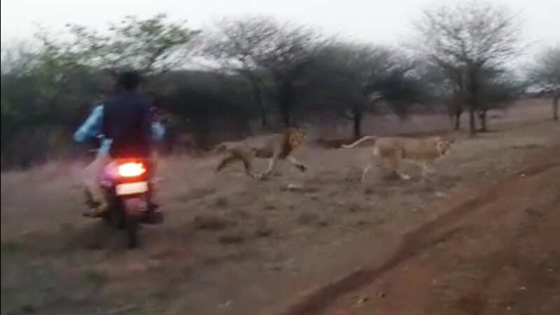 Viral video: Bikers chase lions, Gujarat forest department launches inquiry